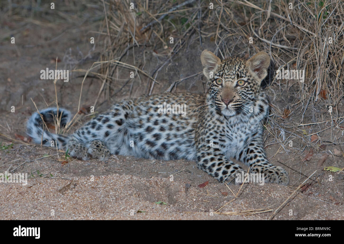 Leopard cub lying on sand with its head raised Stock Photo - Alamy