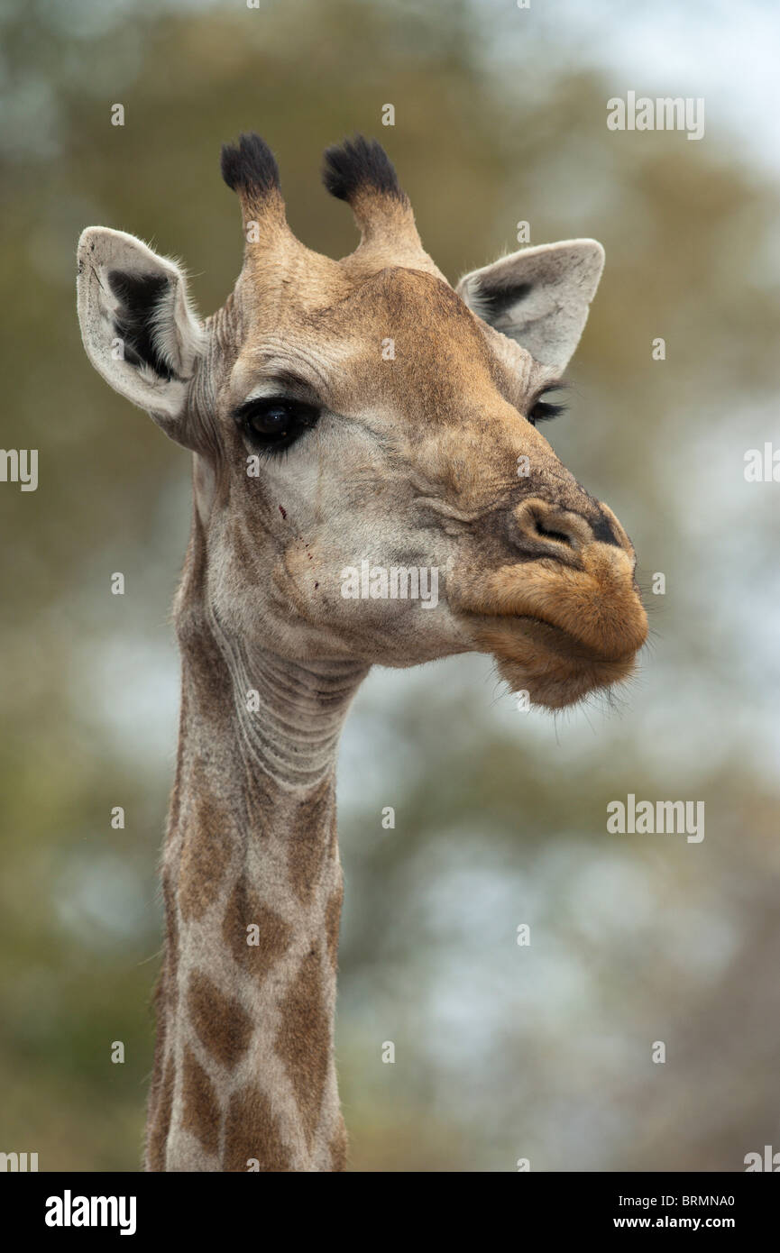 Giraffe portrait hi-res stock photography and images - Alamy