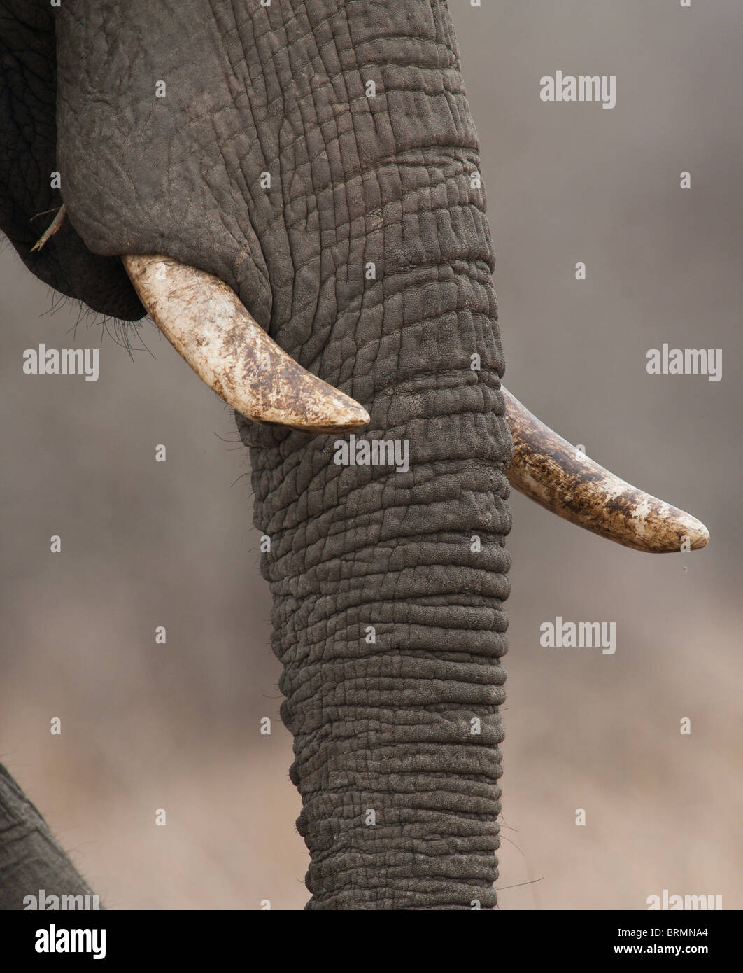 Elephant small tusks hi-res stock photography and images - Alamy