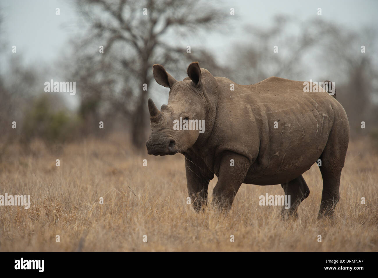 White Rhino with small horn walking through dry grass Stock Photo - Alamy