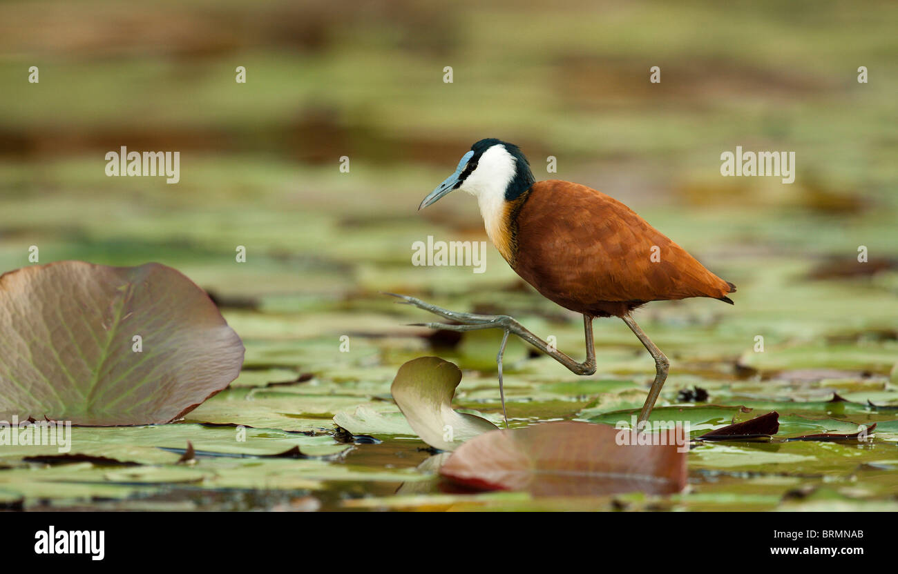 Lily trotter hi-res stock photography and images - Alamy