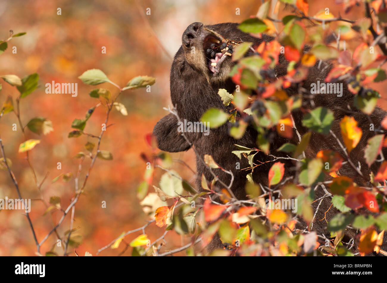 Stock photo of an America black bear feeding on berries in a river ...