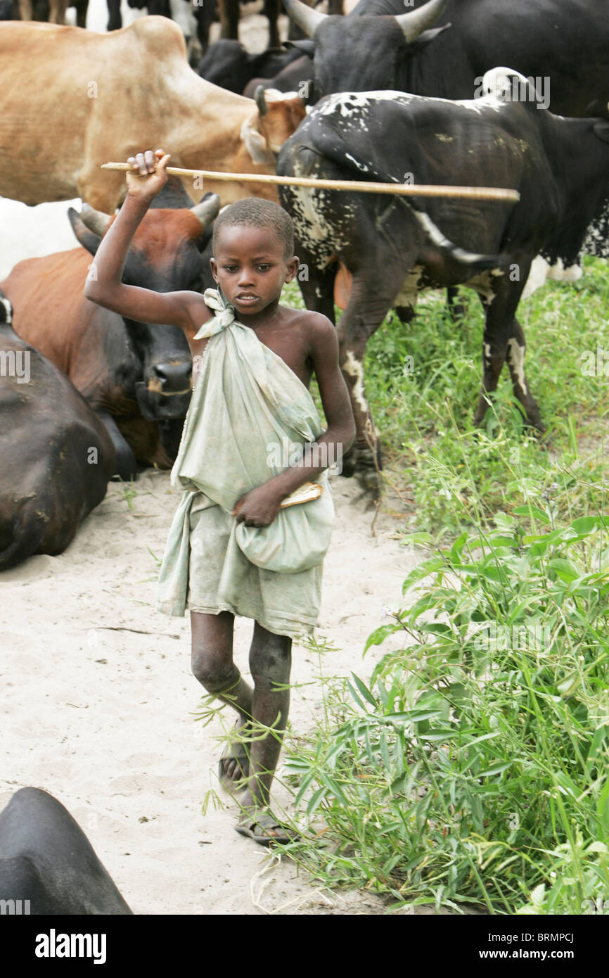 African herder cattle hi-res stock photography and images - Alamy