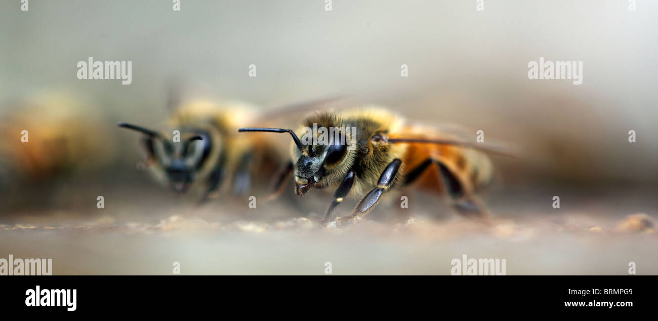 Worker bee at the beehive Stock Photo - Alamy