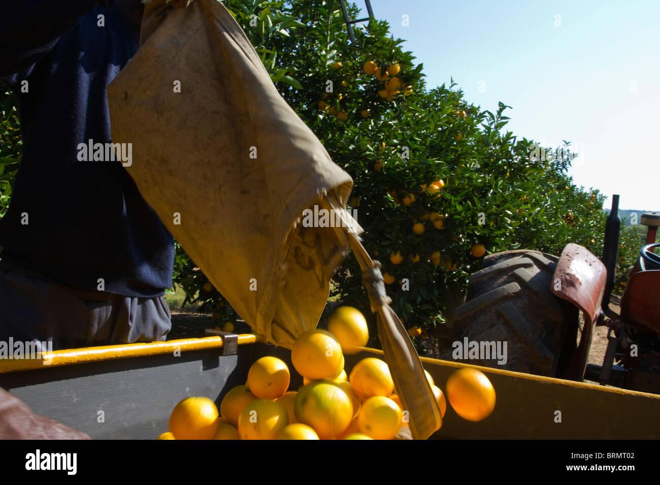 South africa oranges harvest hi-res stock photography and images - Alamy