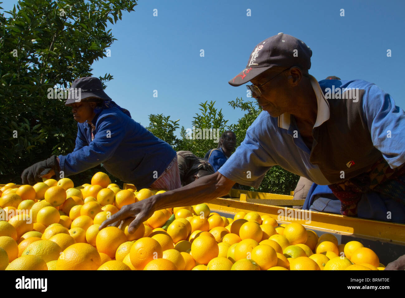 Workers sorting oranges on the back of a trailer in an orchard Stock ...