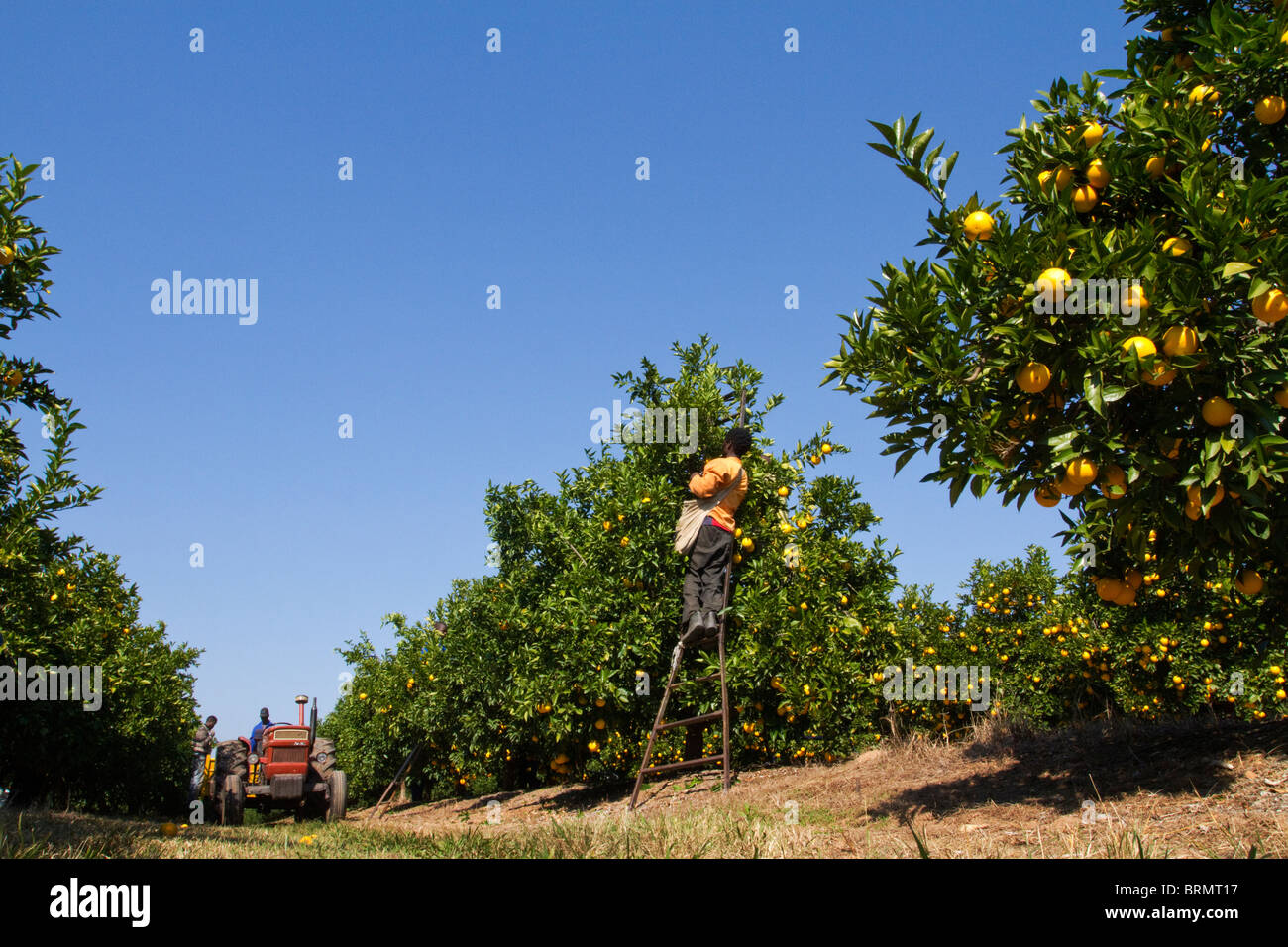 Tall ladder hi-res stock photography and images - Alamy