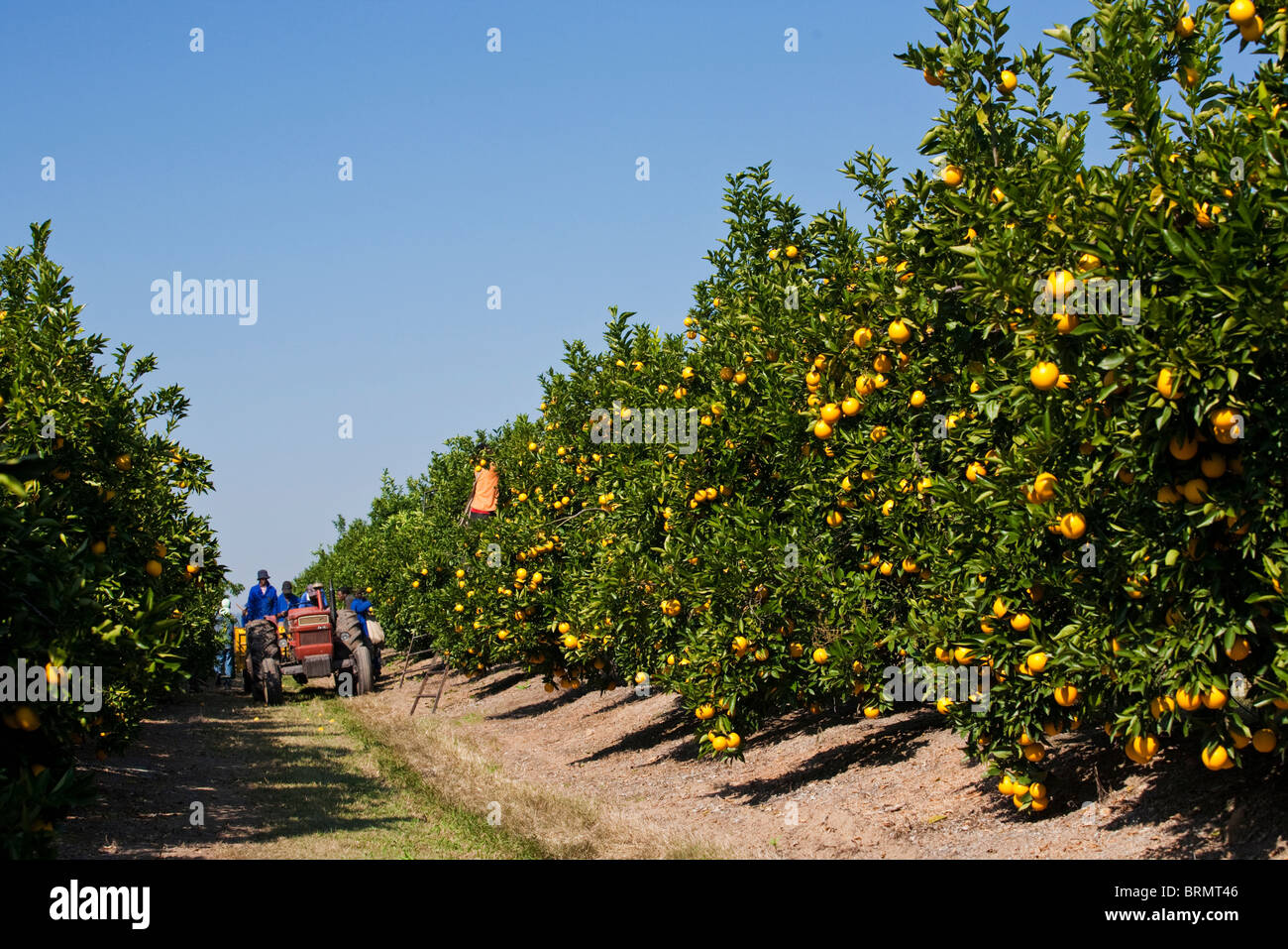 African Orchard High Resolution Stock Photography and Images - Alamy