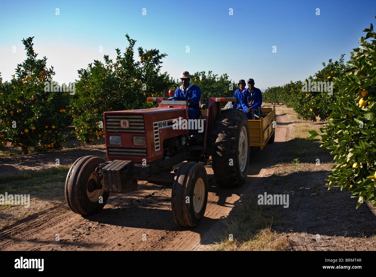 A tractor drawn trailer in a citrus orchard Stock Photo - Alamy