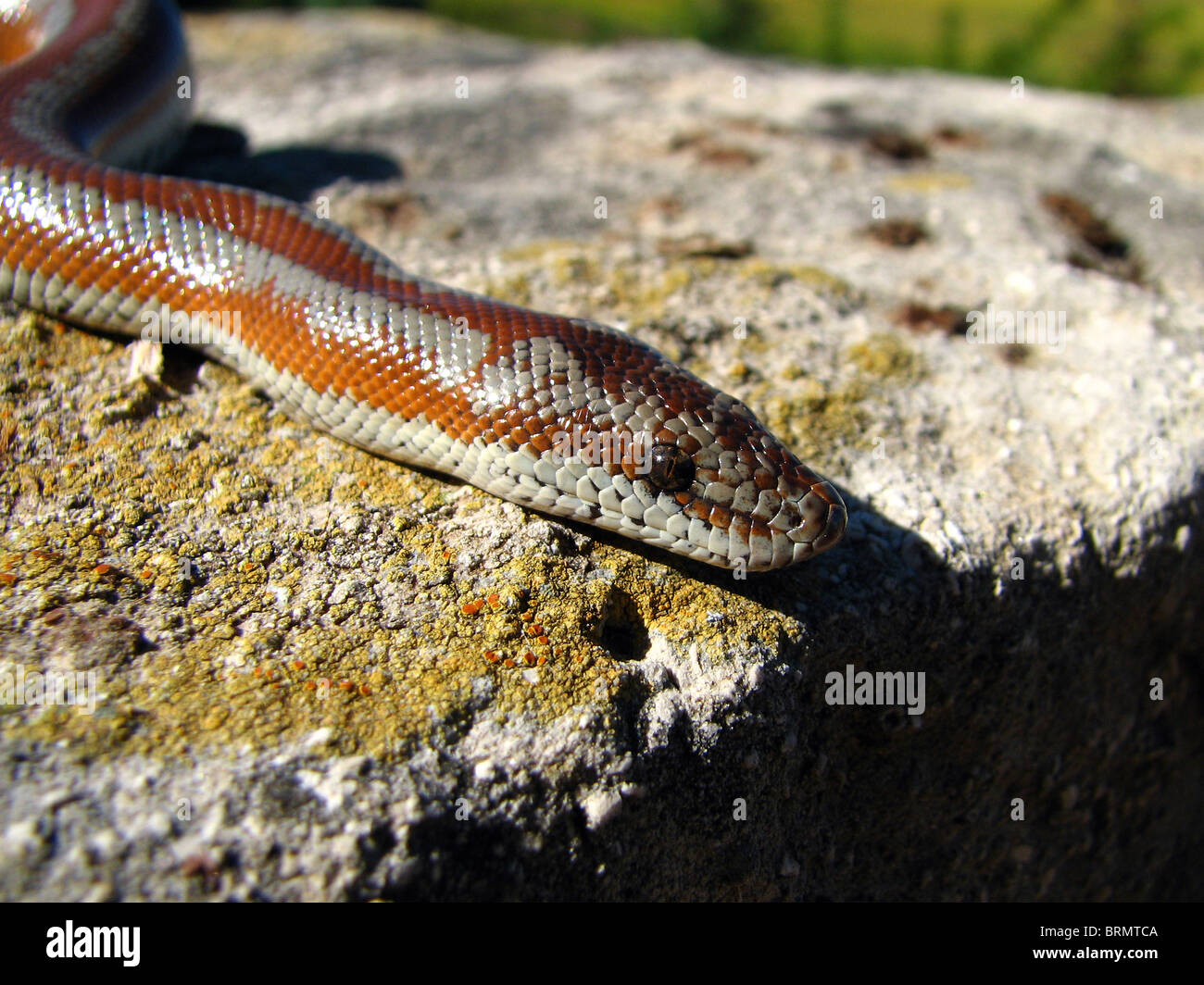 El Rosario Rosy Boa (Lichanura trivirgata) in El Rosario, Mexico Stock ...