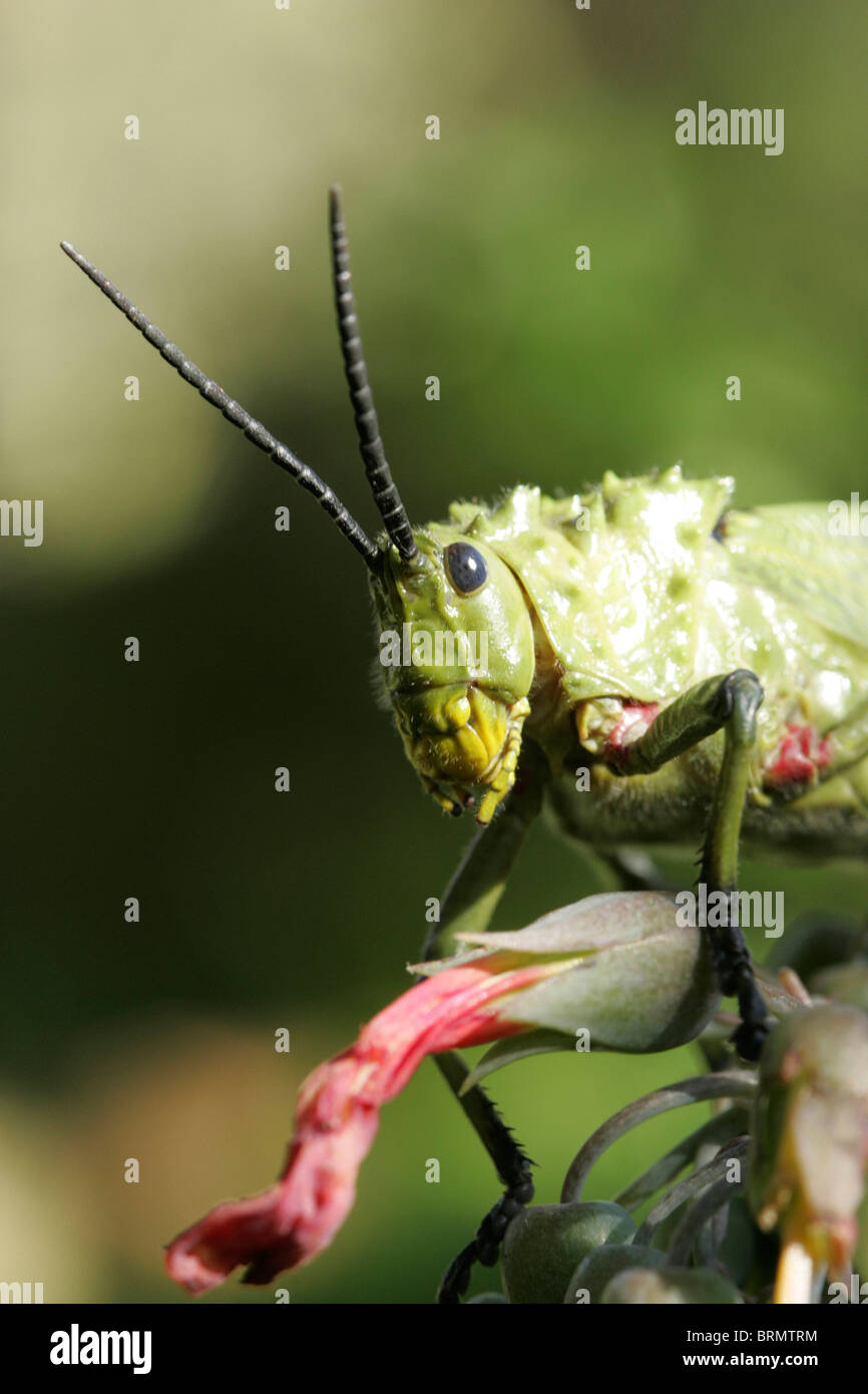 Bright grasshopper hi-res stock photography and images - Alamy