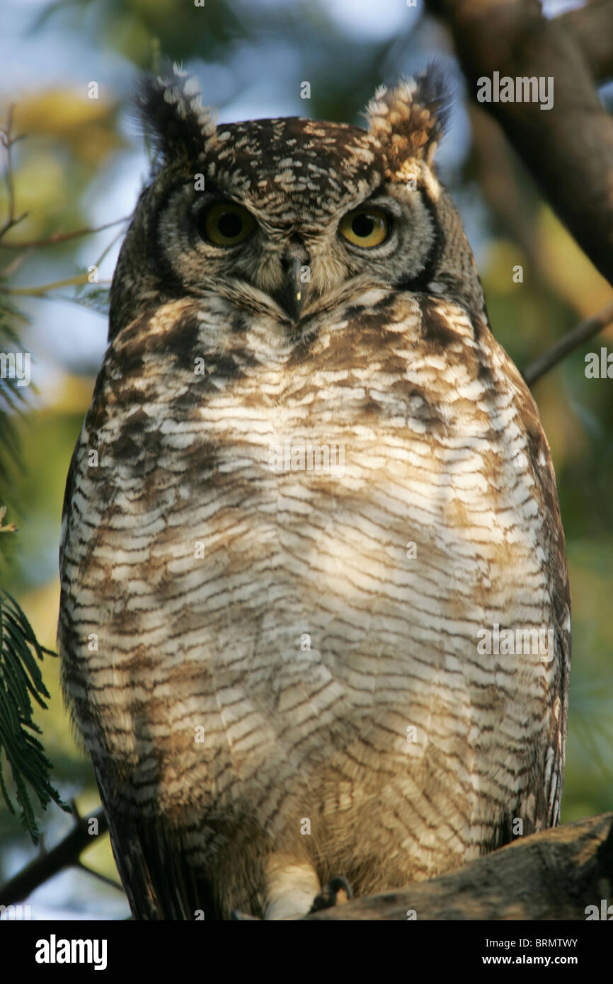 Spotted owl hi-res stock photography and images - Alamy