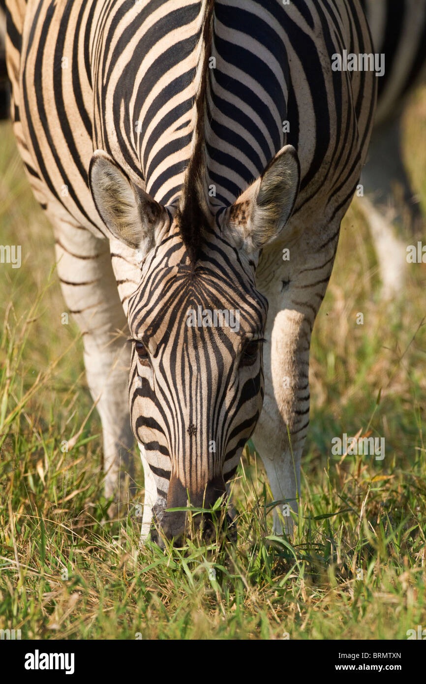 Zebra chewing hi-res stock photography and images - Alamy