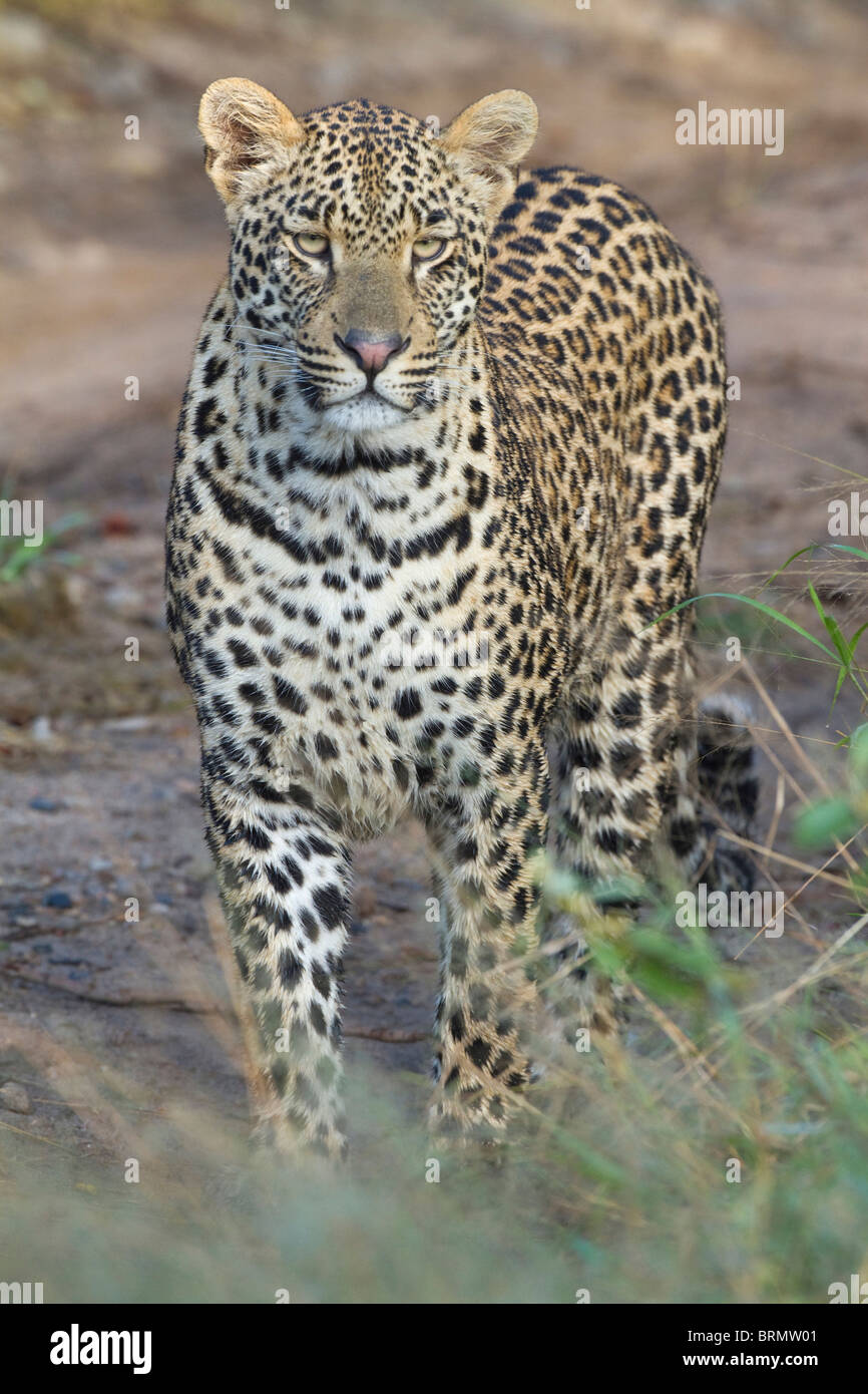Leopard standing and looking into the distance Stock Photo - Alamy