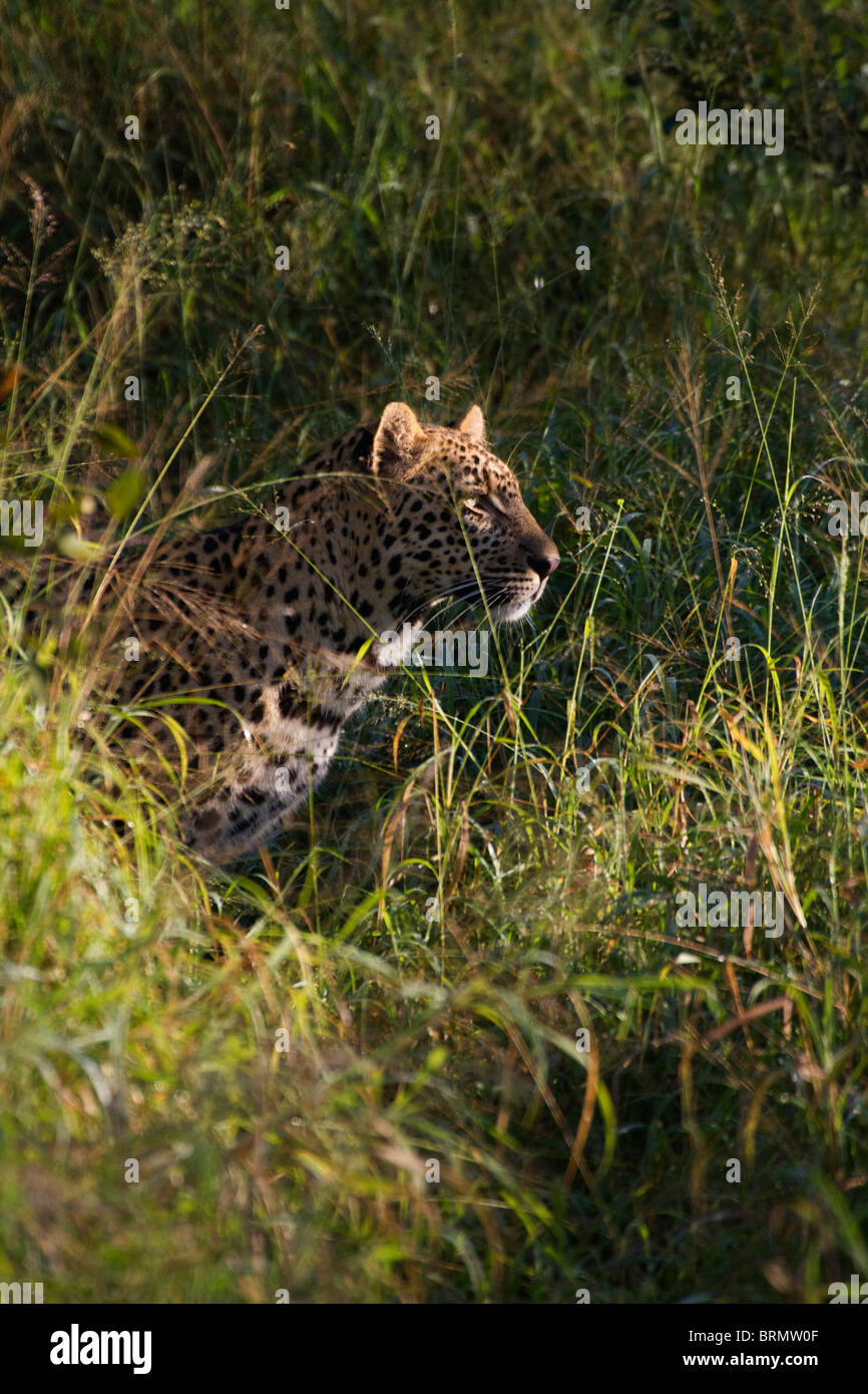 Leopard in long green grass ready to pounce Stock Photo - Alamy