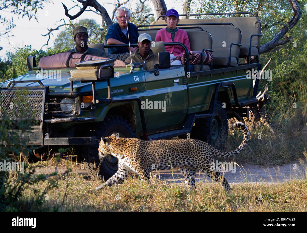 Tourists in safari vehicle viewing a leopard as it walks by Stock Photo ...
