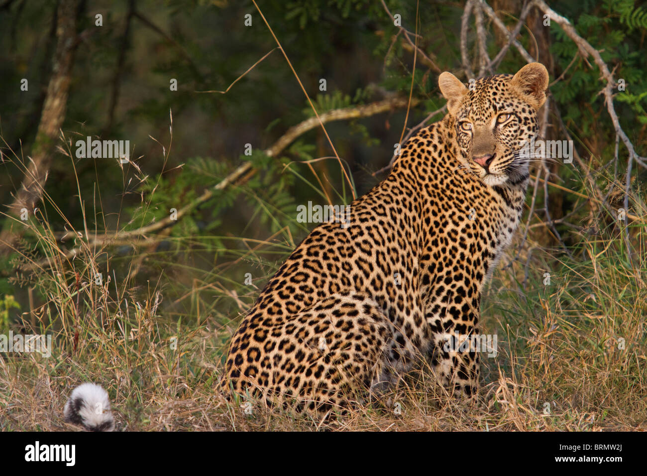 Leopard looking back over its shoulder in warm light Stock Photo - Alamy