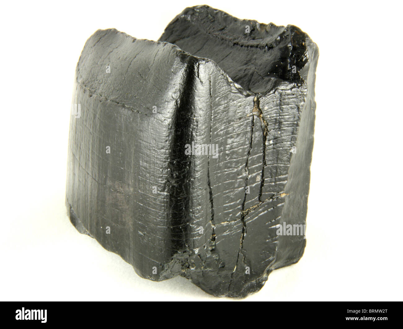 Giant ground sloth tooth hi-res stock photography and images - Alamy