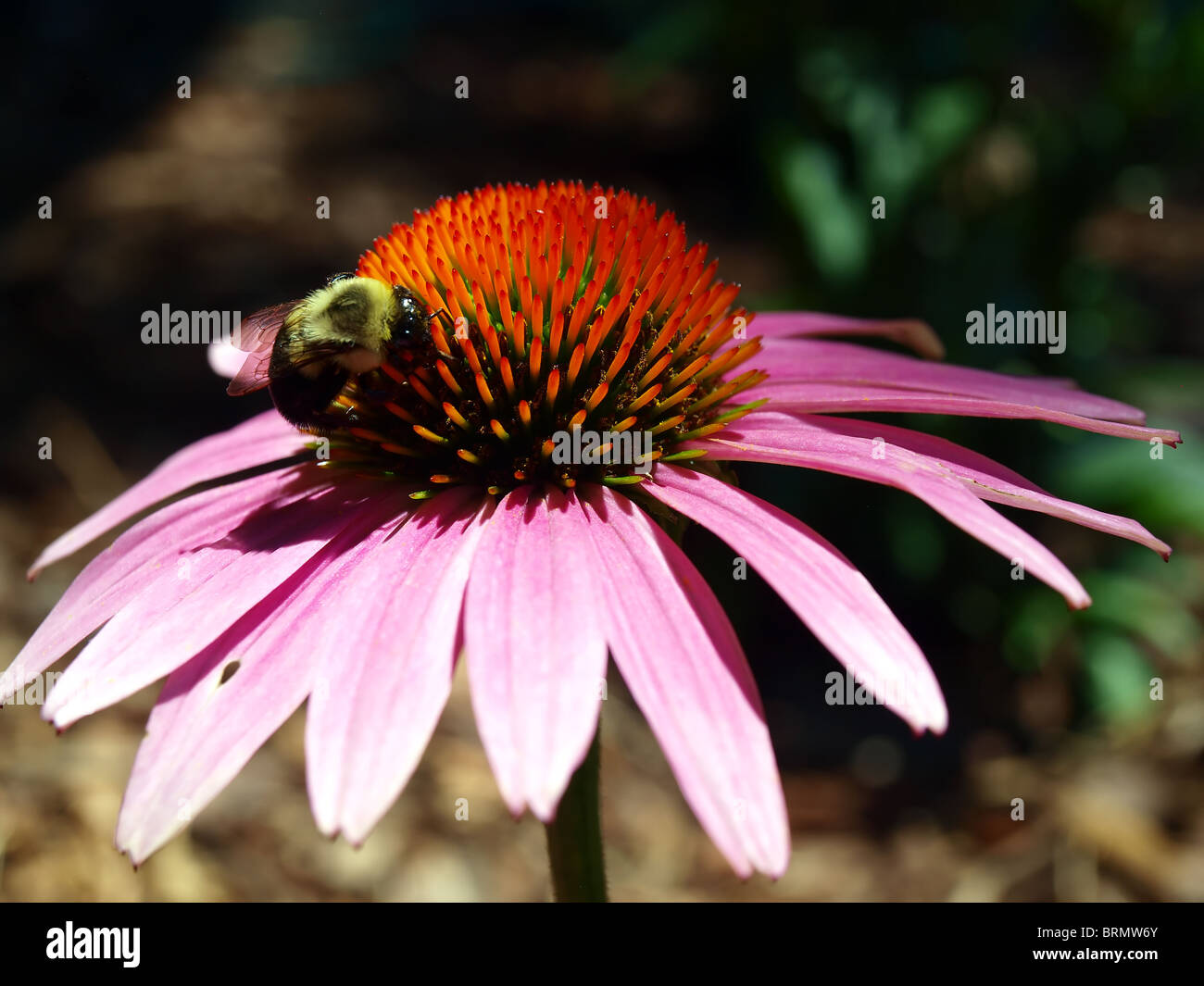 a bee pollenating a pink colored Coneflower basking in the sun light ...