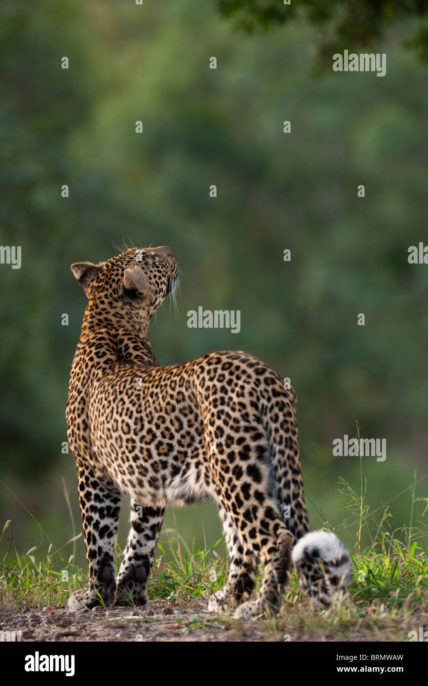 A leopard with its back to the camera and its head raised looking up ...