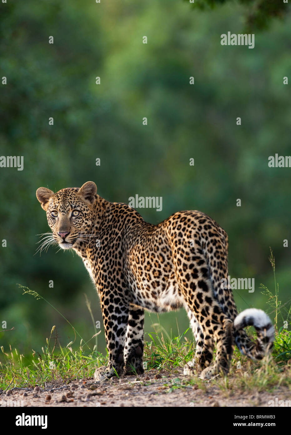 Leopard looking back over its shoulder looking directly at the camera ...