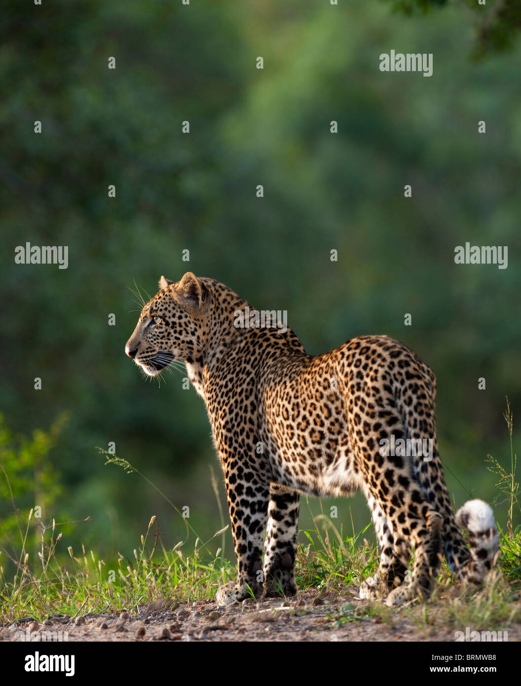Leopard Standing High Resolution Stock Photography and Images - Alamy