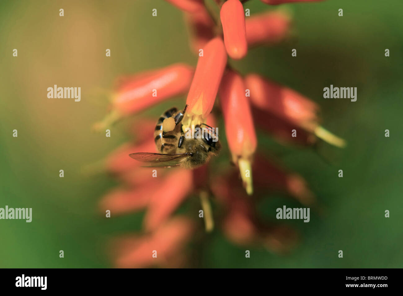Curled up flower hi-res stock photography and images - Alamy