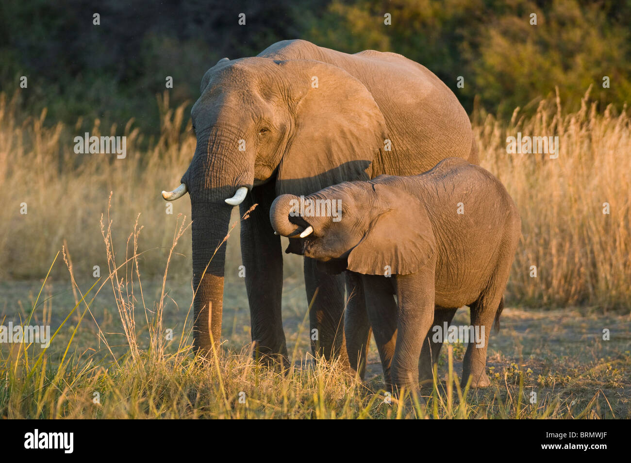 Elephant calf cow feeding hi-res stock photography and images - Alamy