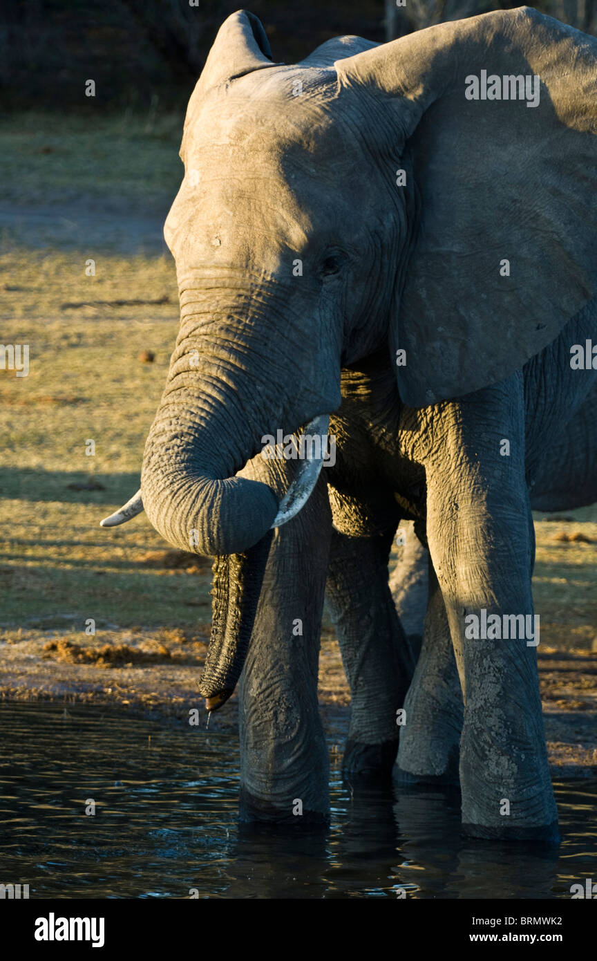 African Elephant Knee High Resolution Stock Photography and Images - Alamy