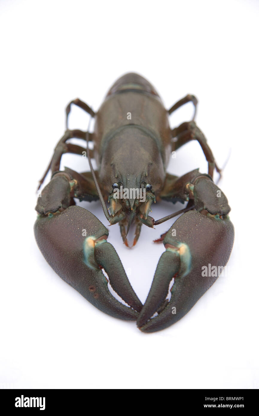 American signal crayfish hi-res stock photography and images - Alamy