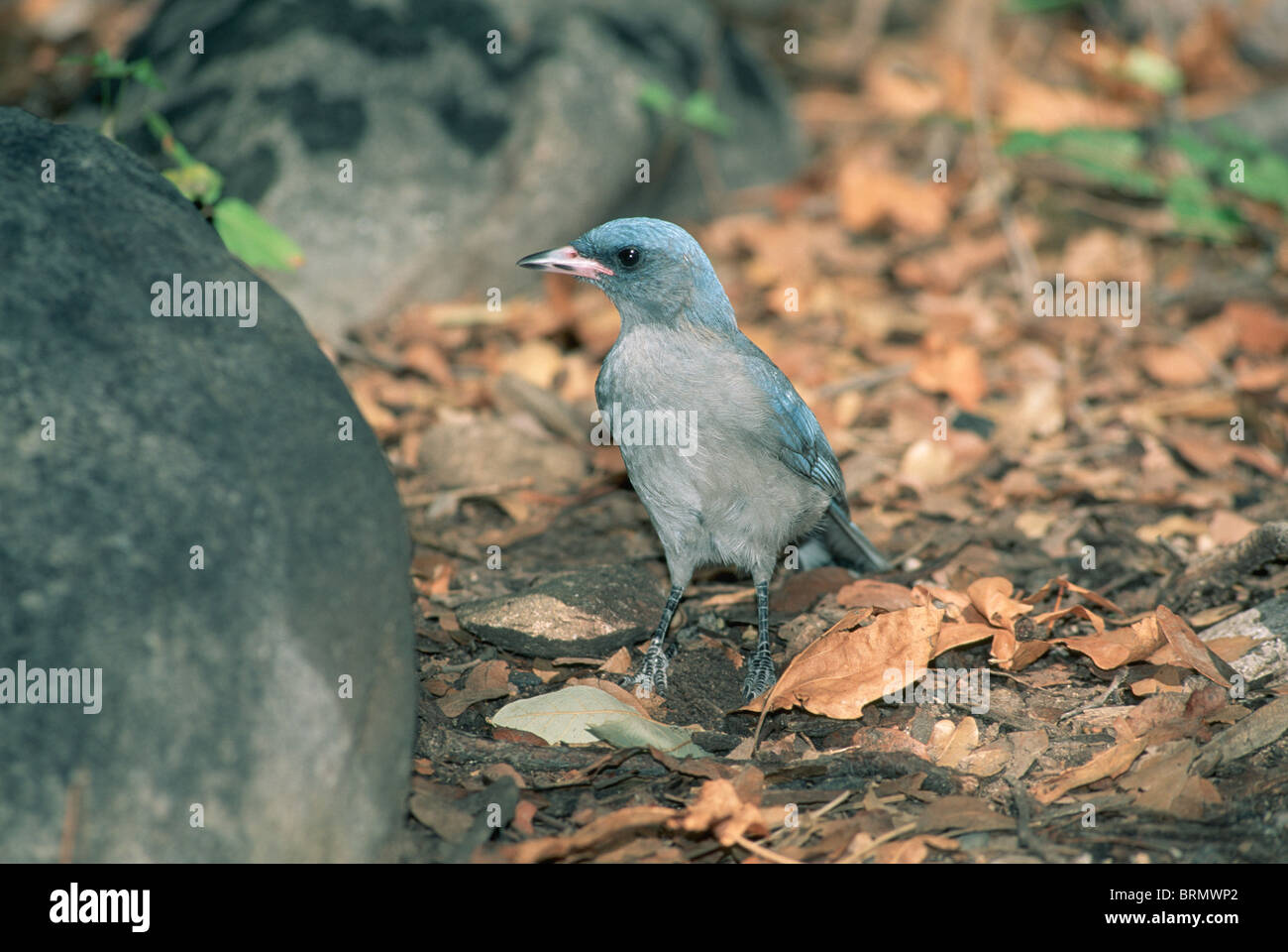 Mexican Blue Jay High Resolution Stock Photography and Images - Alamy