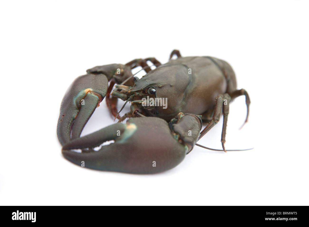 American signal crayfish hi-res stock photography and images - Alamy