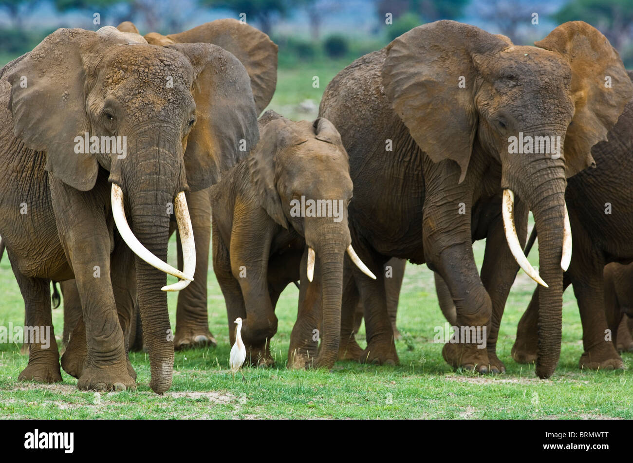 Elephants (Loxodonta africana) herd with Echo the matriarch who was the ...