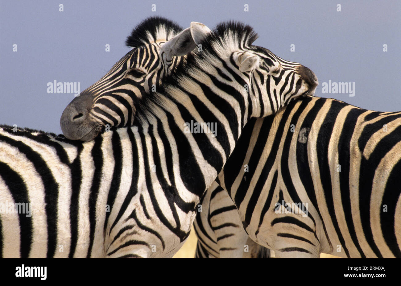 Pair of Zebras necking Stock Photo - Alamy