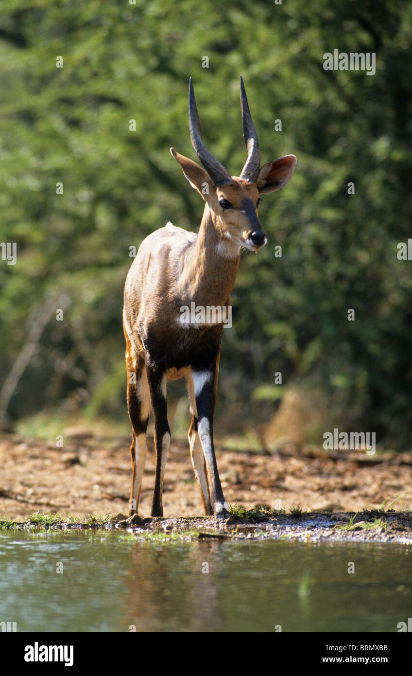 Bushbuck Stock Photos & Bushbuck Stock Images - Alamy