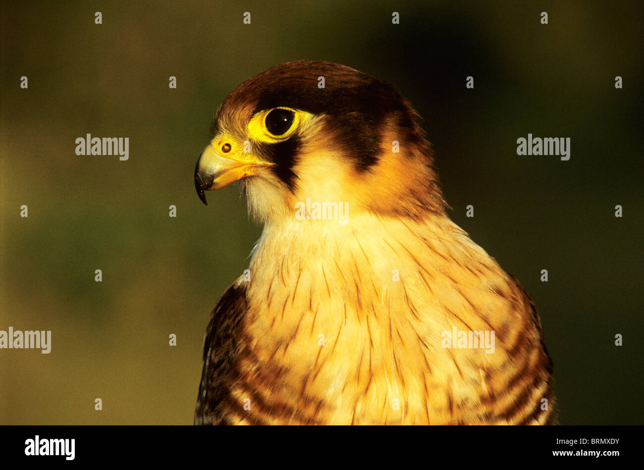Lanner falcon portrait Stock Photo - Alamy