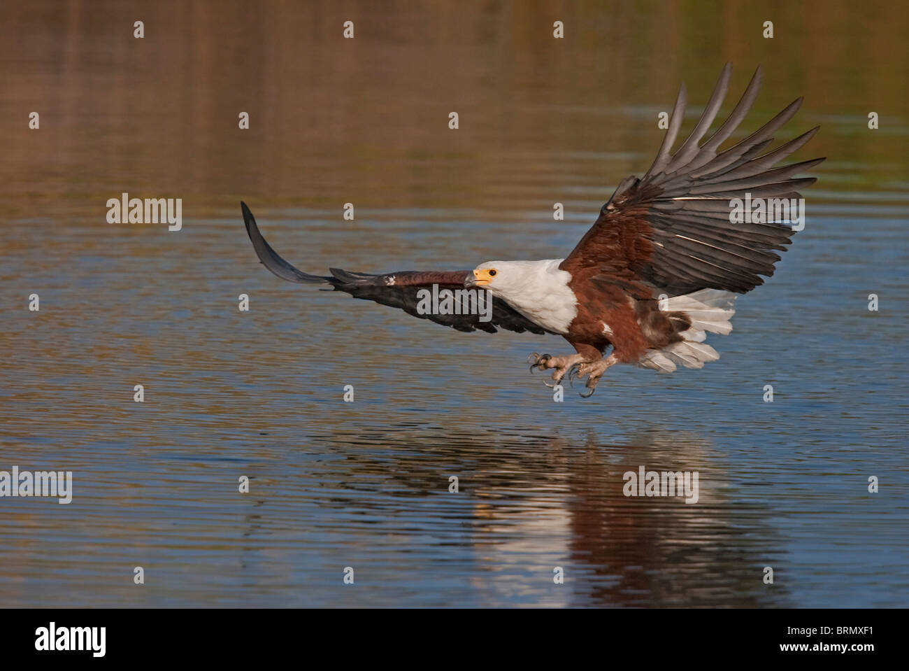 Swooping hi-res stock photography and images - Alamy
