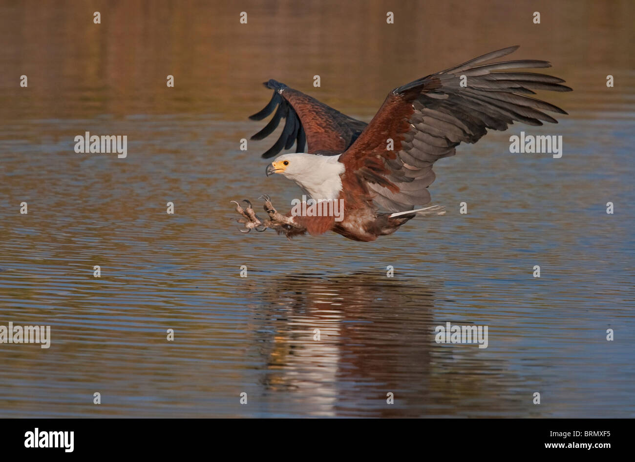 Swooping hi-res stock photography and images - Alamy