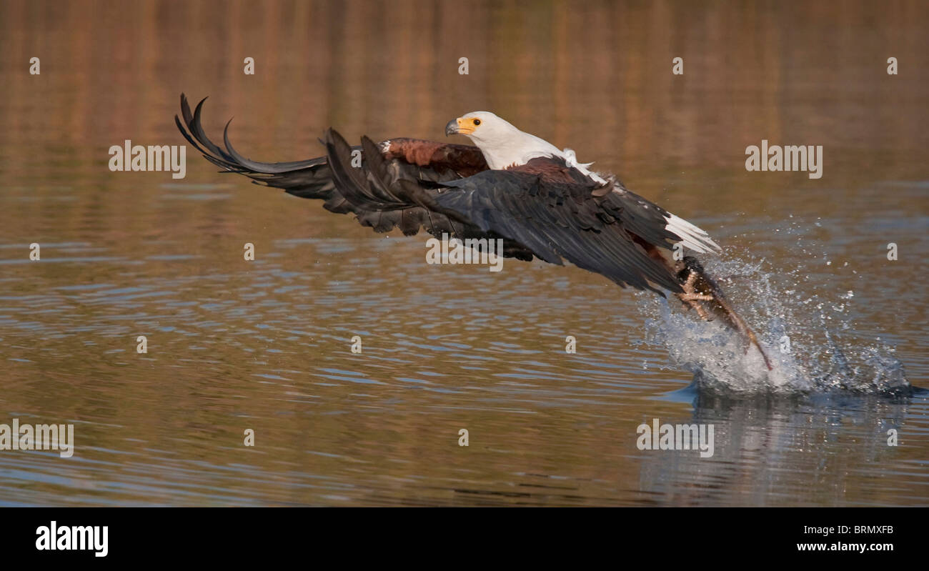 African fish eagle snatching a fish from the water Stock Photo - Alamy
