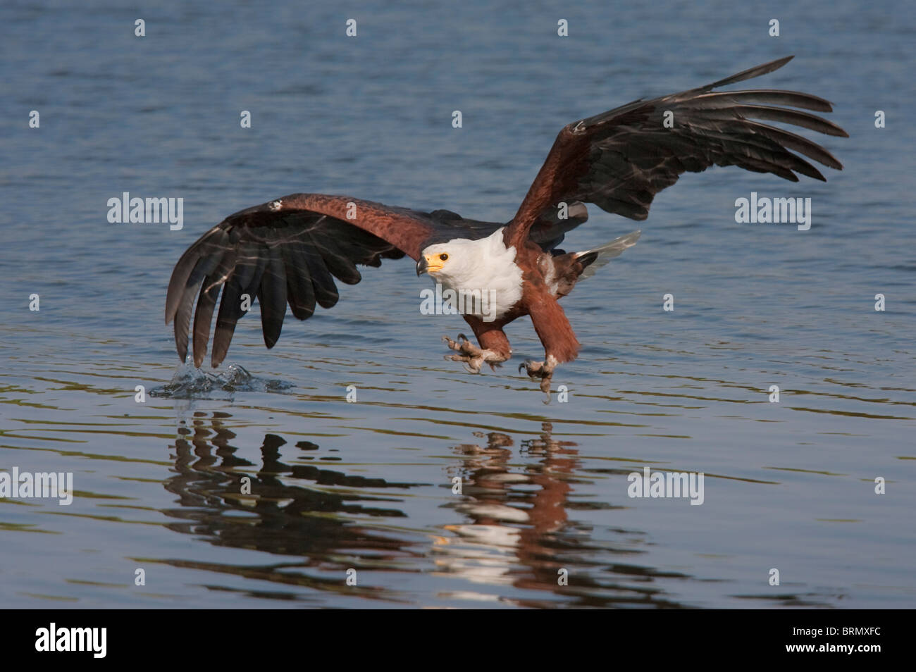 Swooping hi-res stock photography and images - Alamy