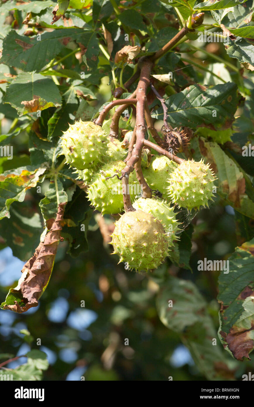 Horse chestnut tree seed hi-res stock photography and images - Alamy