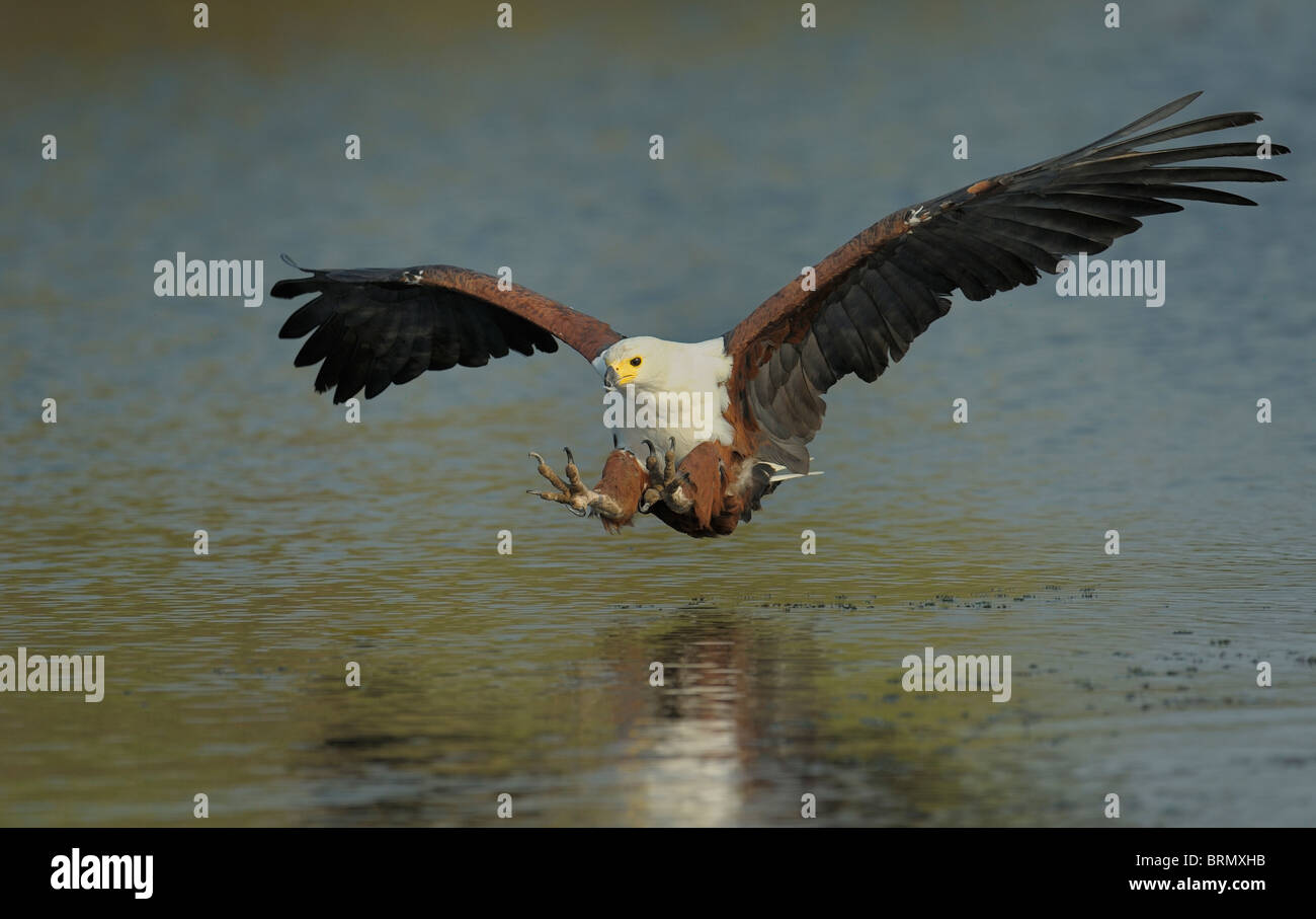 African fish eagle swooping with its talons extended (Photo 5 in ...