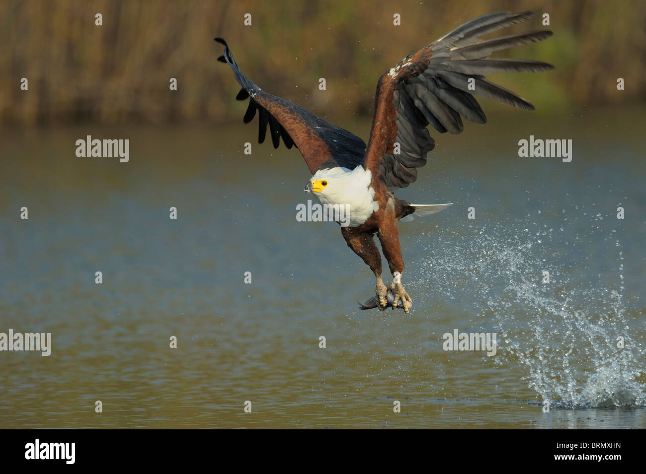 Eagle flying catching fish hi-res stock photography and images - Alamy
