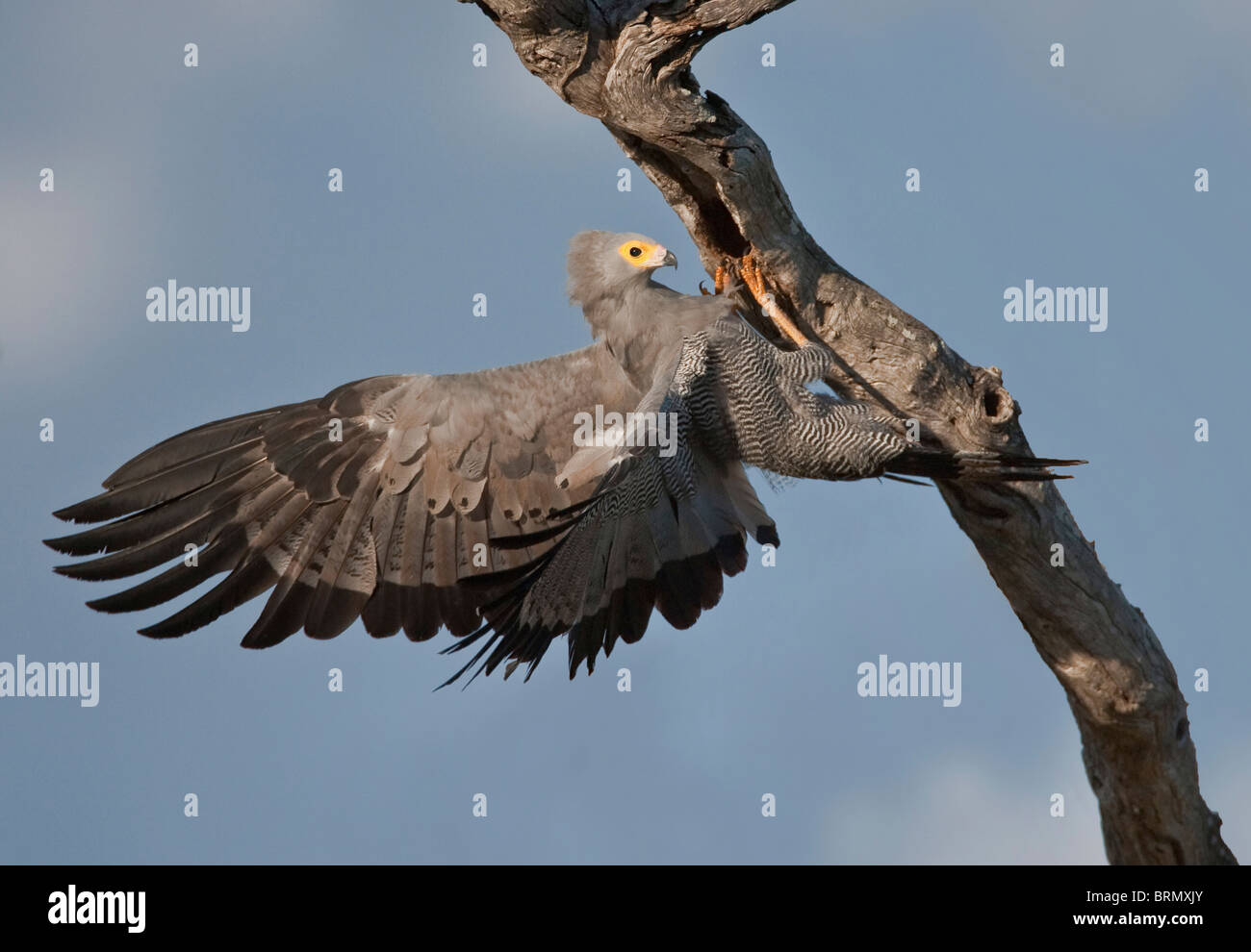 African harrier hawk hanging on a branch inspecting a nesting hole ...
