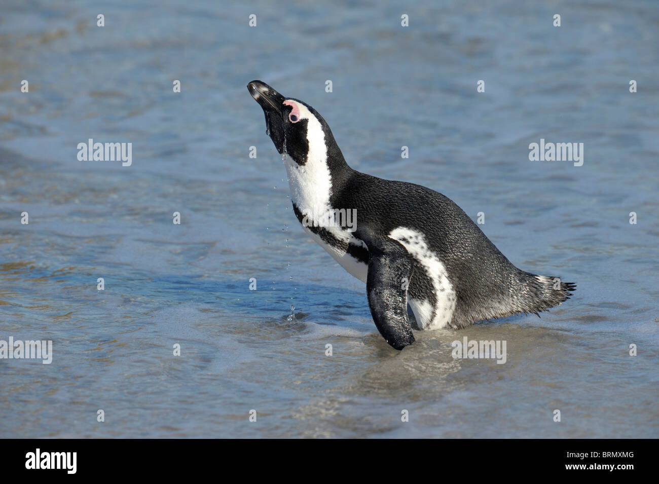 African penguin standing in shallow water shaking itself Stock Photo ...