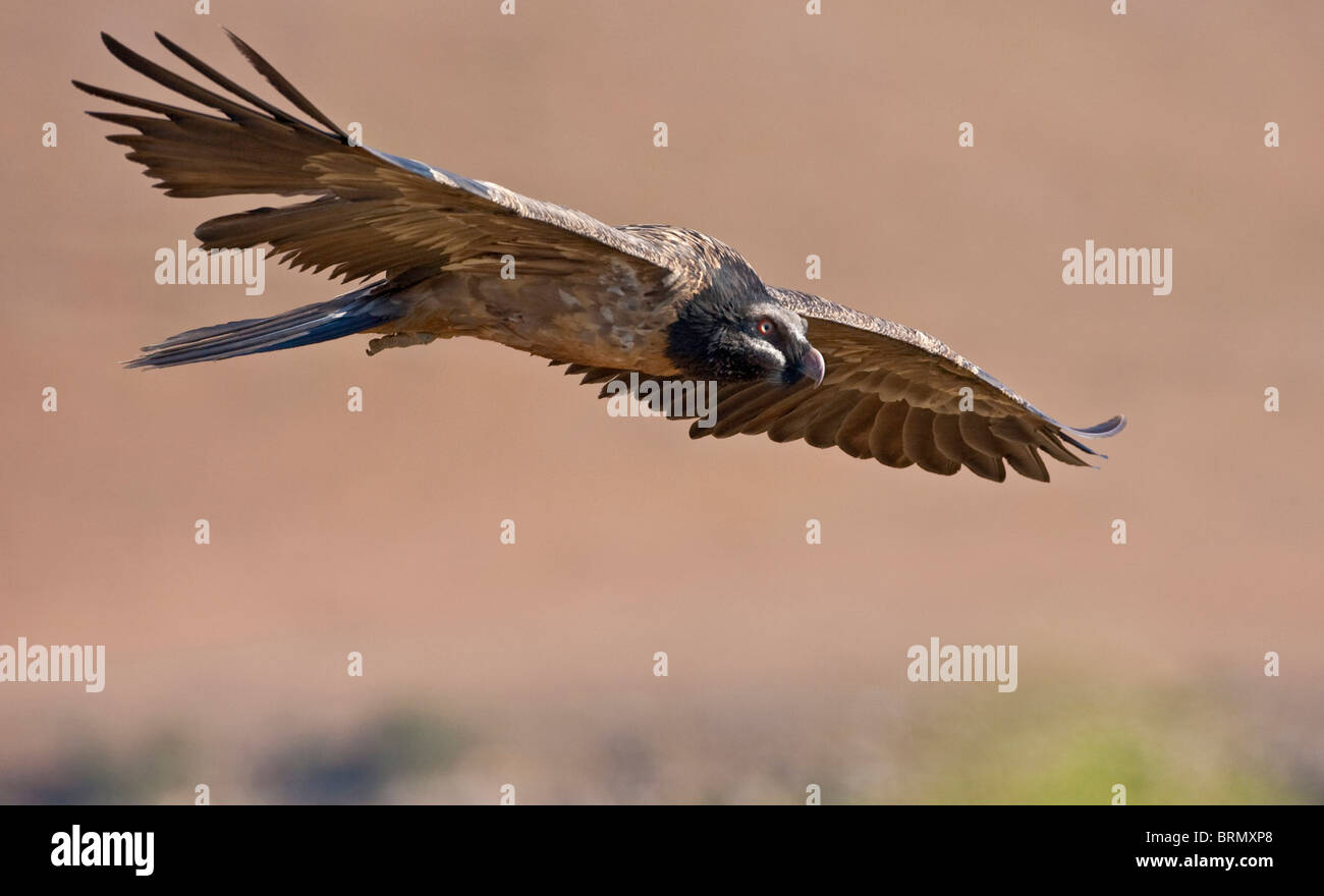 Bearded vulture in flight Stock Photo - Alamy