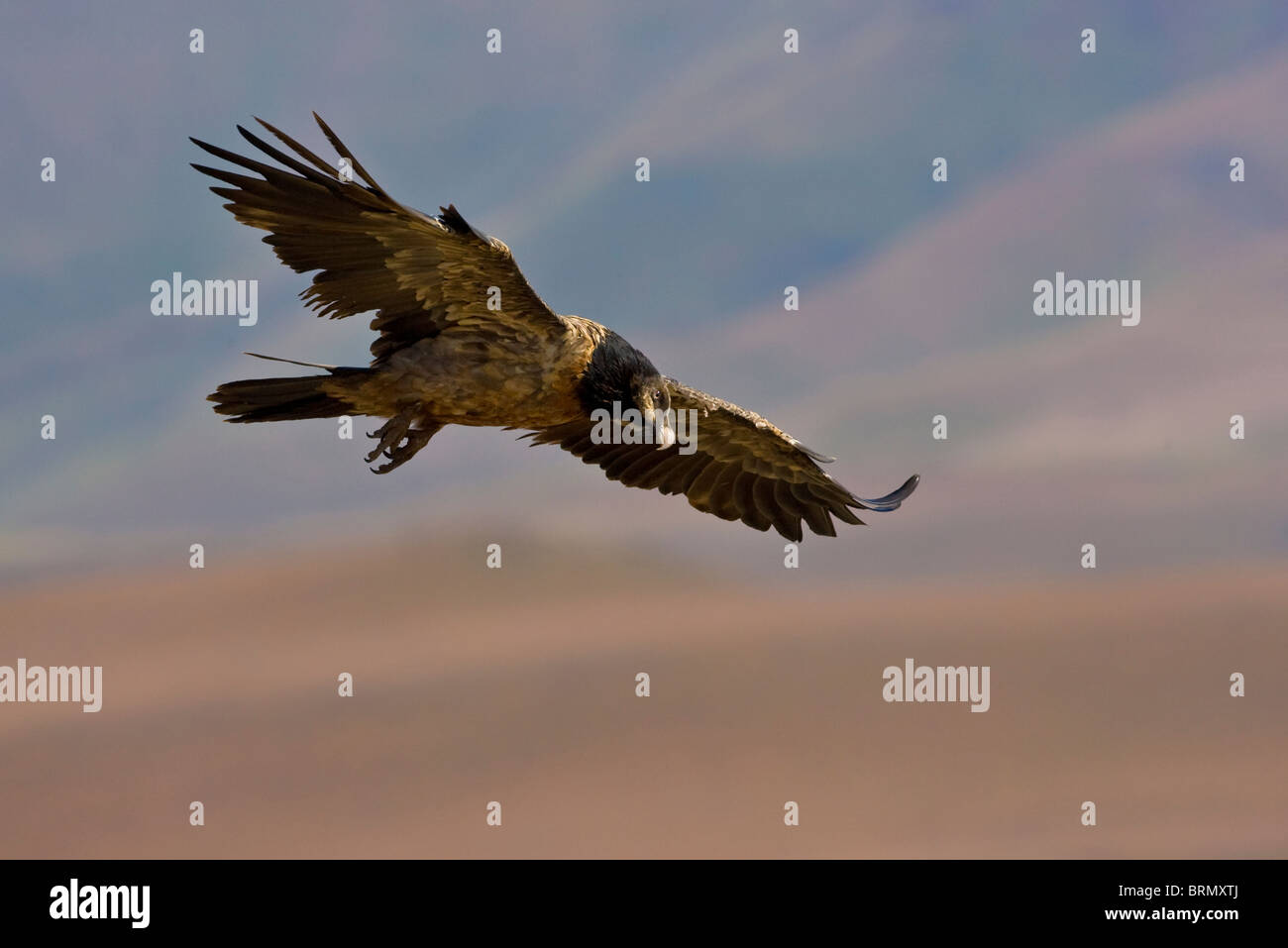 Bearded vulture in flight Stock Photo - Alamy