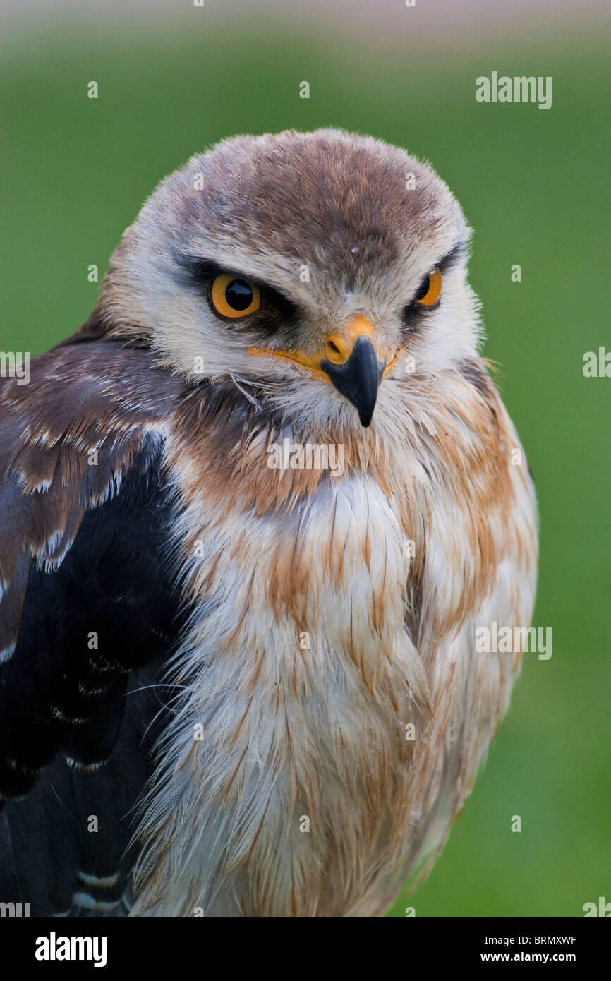 Black-shouldered kite portrait Stock Photo - Alamy