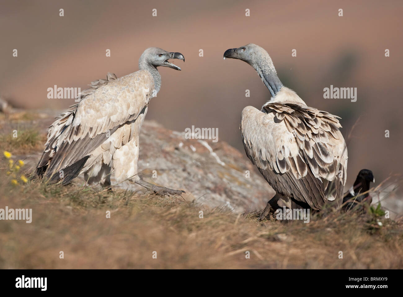 Cape griffon vulture hi-res stock photography and images - Alamy