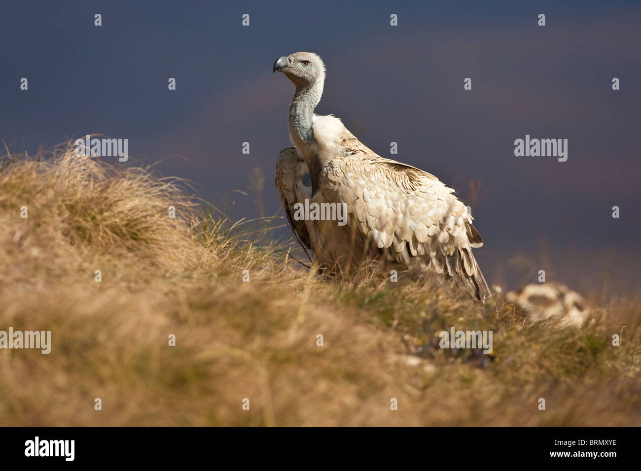 Cape Griffon Vulture High Resolution Stock Photography and Images - Alamy